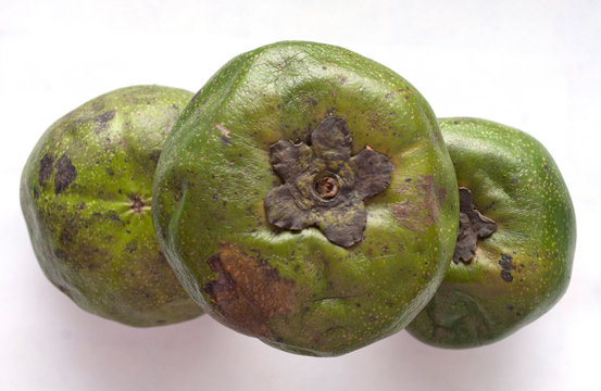 「Zapote」の画像 - 2,100 件の Stock 写真、ベクターおよびビデオ | Adobe Stock