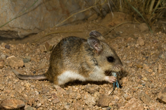 Northern Hopping Mouse