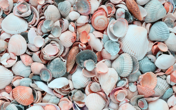 รูปภาพCockleshells – เลือกดูภาพถ่ายสต็อก เวกเตอร์ และวิดีโอ40,982 ...