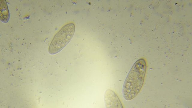 Protozoa Under Microscope 40x