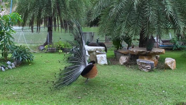 Phasianinae bilder – Bläddra bland 513 stockfoton, vektorer och videor ...