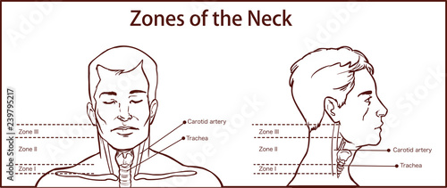"Zones of the Neck Vector İllustration" Stock image and royalty-free ...