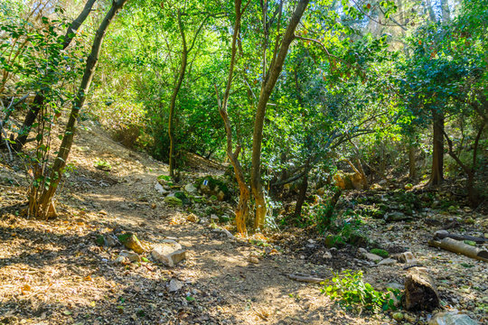 Imagens de Lotem – Explore Fotografias do Stock, Vetores e Vídeos de 19 ...