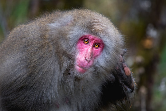 รูปภาพJapanmakak – เลือกดูภาพถ่ายสต็อก เวกเตอร์ และวิดีโอ664 | Adobe Stock