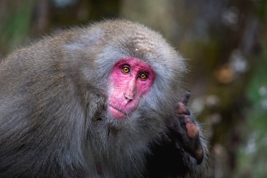 รูปภาพJapanmakak – เลือกดูภาพถ่ายสต็อก เวกเตอร์ และวิดีโอ664 | Adobe Stock