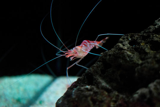 Srimp Images – Browse 240 Stock Photos, Vectors, and Video | Adobe Stock