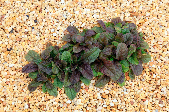 Zili Images – Browse 51 Stock Photos, Vectors, and Video | Adobe Stock