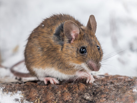 "Common Field Mouse" Images – Browse 1,361 Stock Photos, Vectors, and ...