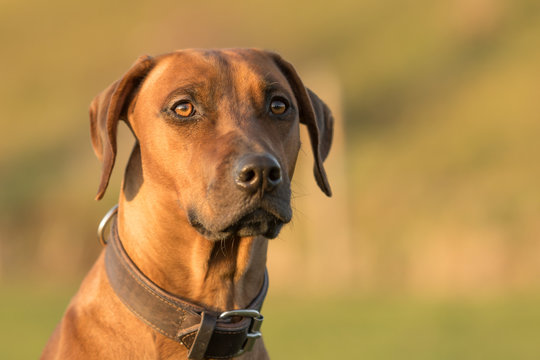 Richback Images – Browse 32 Stock Photos, Vectors, and Video | Adobe Stock