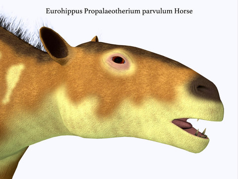 Propalaeotherium