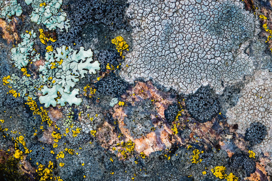 Lichen Images – Browse 168,465 Stock Photos, Vectors, and Video | Adobe ...