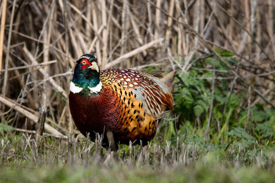 Ring Neck Pheasant Images – Browse 19,376 Stock Photos, Vectors, and ...