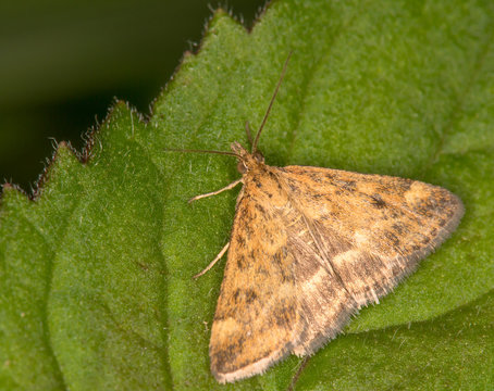 "Papillon De Nuit" Images – Browse 294 Stock Photos, Vectors, and Video ...