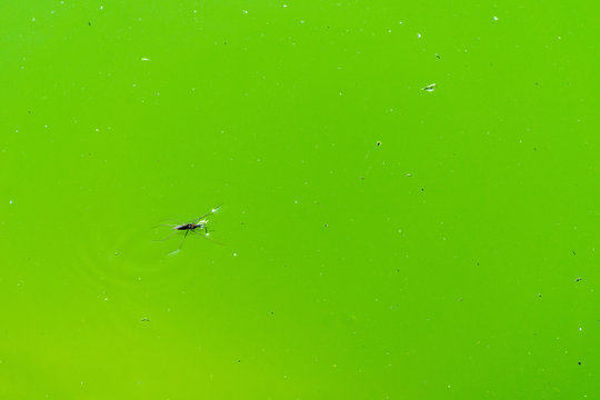 "Water Spider" Images – Browse 317 Stock Photos, Vectors, and Video ...