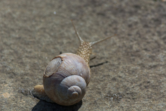 รูปภาพGastropode – เลือกดูภาพถ่ายสต็อก เวกเตอร์ และวิดีโอ339 | Adobe Stock