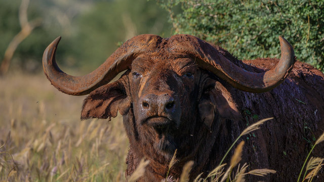 Angry Buffalo Face