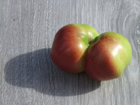 Siamoise Images – Browse 20 Stock Photos, Vectors, and Video | Adobe Stock