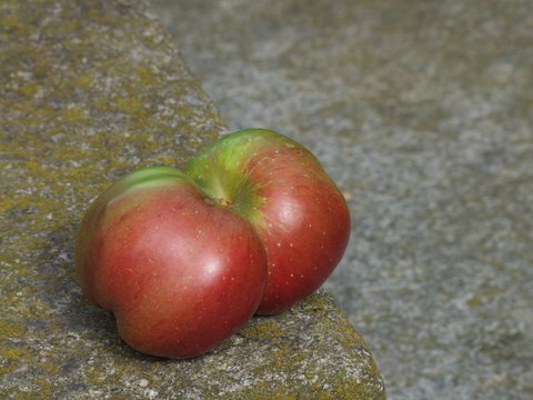 Siamoise Images – Browse 20 Stock Photos, Vectors, and Video | Adobe Stock