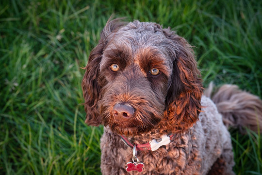 Labradoodles Bilder – Durchsuchen 9,136 Archivfotos, Vektorgrafiken und ...