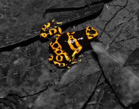 「Sapito」の写真素材 | 71件の無料イラスト画像 | Adobe Stock