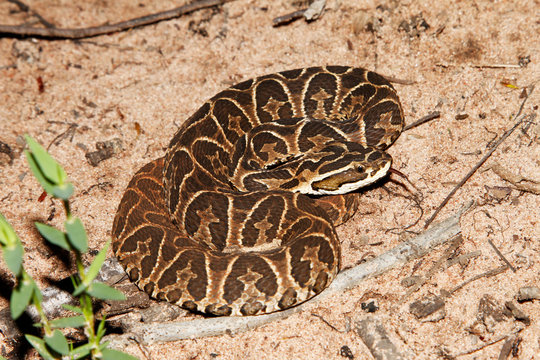 Urutu Images – Browse 47 Stock Photos, Vectors, and Video | Adobe Stock