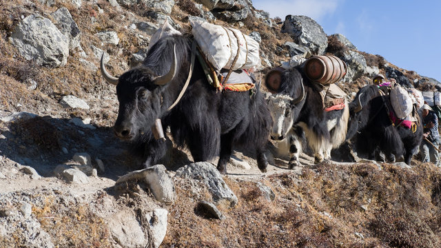 19,078 BEST Yak IMAGES, STOCK PHOTOS & VECTORS | Adobe Stock