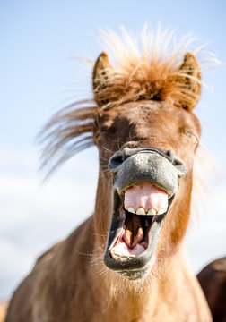 Pferdegebiss-Bilder: Stock-Fotos & -Videos. | Adobe Stock