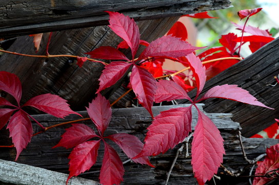 Trudge Images – Browse 1,588 Stock Photos, Vectors, and Video | Adobe Stock