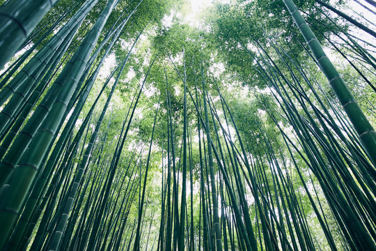 竹 Images – Browse 64,653 Stock Photos, Vectors, and Video 竹 Images – Browse 64,653 Stock Photos, Vectors, and Video