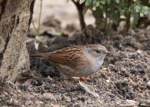 Fugle Images – Browse 80 Stock Photos, Vectors, and Video | Adobe Stock