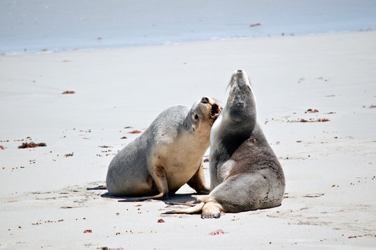 Sea-Lions Imagens – Procure 319 fotos, vetores e vídeos | Adobe Stock
