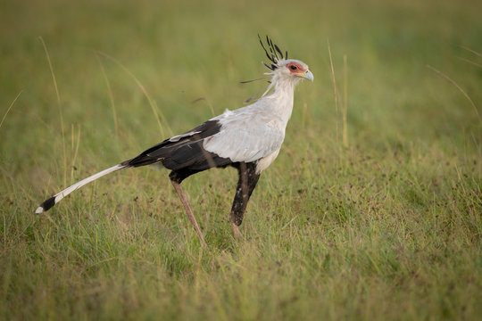 รูปภาพSagittariidae – เลือกดูภาพถ่ายสต็อก เวกเตอร์ และวิดีโอ1,267 ...