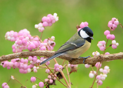 Fugle Images – Browse 80 Stock Photos, Vectors, and Video | Adobe Stock