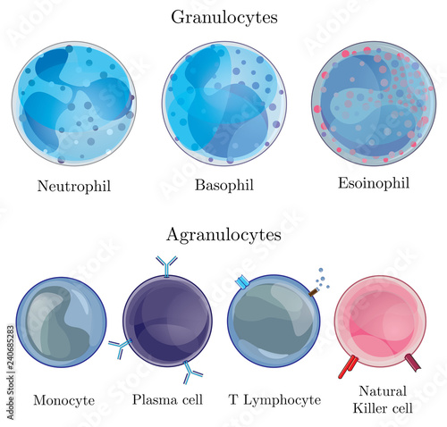 "Illustration showing granulocytes and agranulocytes in human ...
