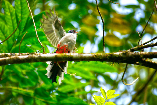 50 BEST Tocororo IMAGES, STOCK PHOTOS & VECTORS | Adobe Stock