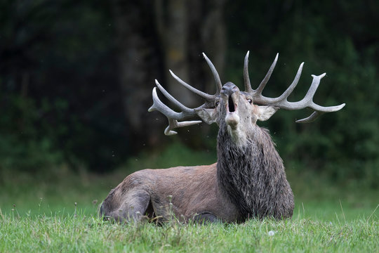 Cervi 이미지 – 찾아보기 858 스톡 사진, 벡터 및 비디오 | Adobe Stock
