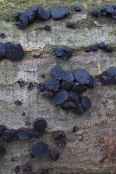 Gallert Images – Browse 196 Stock Photos, Vectors, and Video | Adobe Stock