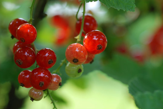 Groseilles Bilder – Durchsuchen 3,112 Archivfotos, Vektorgrafiken und ...