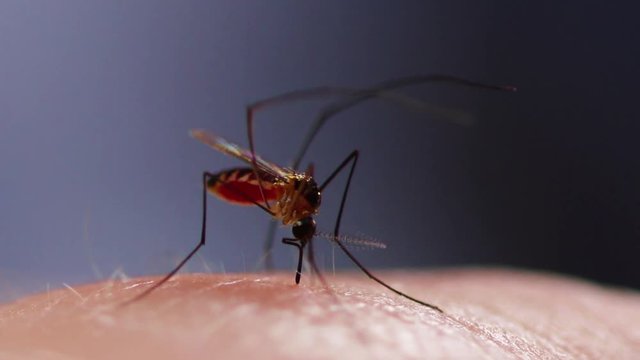 「Pernilongo」の写真素材 | 109件の無料イラスト画像 | Adobe Stock