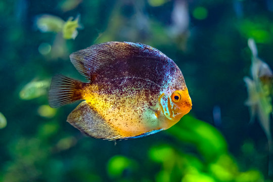 Tropicarium Bilder – Durchsuchen 112 Archivfotos, Vektorgrafiken und ...