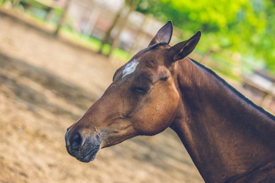 Achal-Teke Images – Browse 48 Stock Photos, Vectors, and Video | Adobe ...