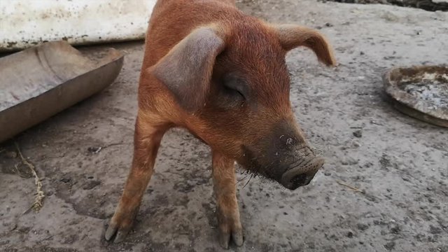 "Mighty Pig" - Images et vidéos libres de droits | Adobe Stock