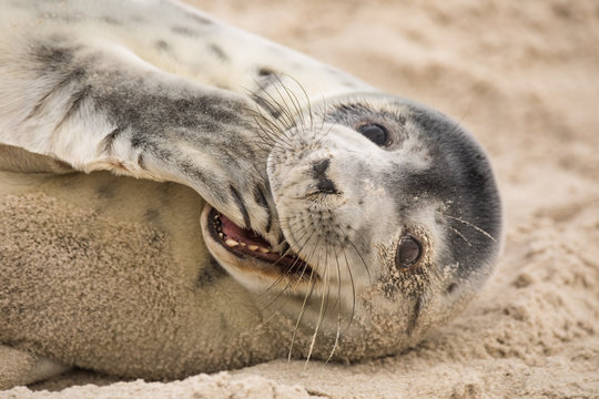 Robbe Bilder – Durchsuchen 1,608,600 Archivfotos, Vektorgrafiken und ...