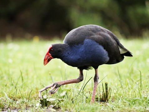 Imágenes de Pukeko: descubre bancos de fotos, ilustraciones, vectores y ...