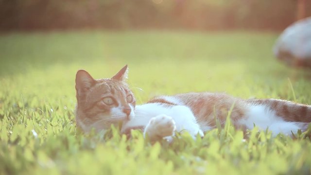 Supine Video Footage – Browse 397 HD Stock Video and Footage | Adobe Stock