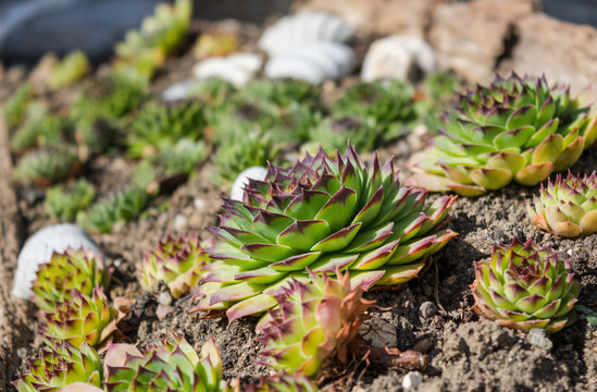 Spitzig Bilder – Durchsuchen 461 Archivfotos, Vektorgrafiken und Videos ...