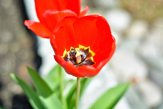 Tulpin Images – Browse 54 Stock Photos, Vectors, and Video | Adobe Stock