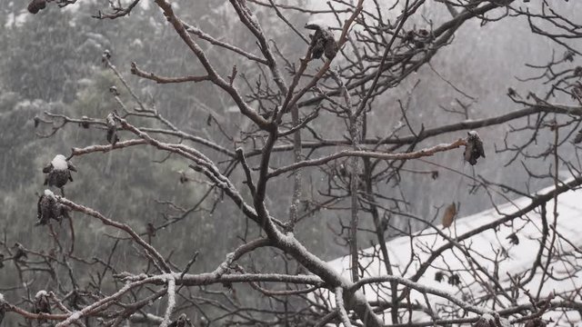Schneeregen Bilder – Durchsuchen 199,716 Archivfotos, Vektorgrafiken ...