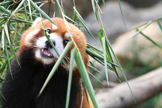 Imágenes de Panadas: descubre bancos de fotos, ilustraciones, vectores ...