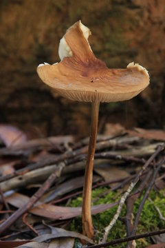 รูปภาพMushrrom – เลือกดูภาพถ่ายสต็อก เวกเตอร์ และวิดีโอ425 | Adobe Stock